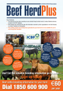 All you need to know about Beef HerdPlus - ICBF