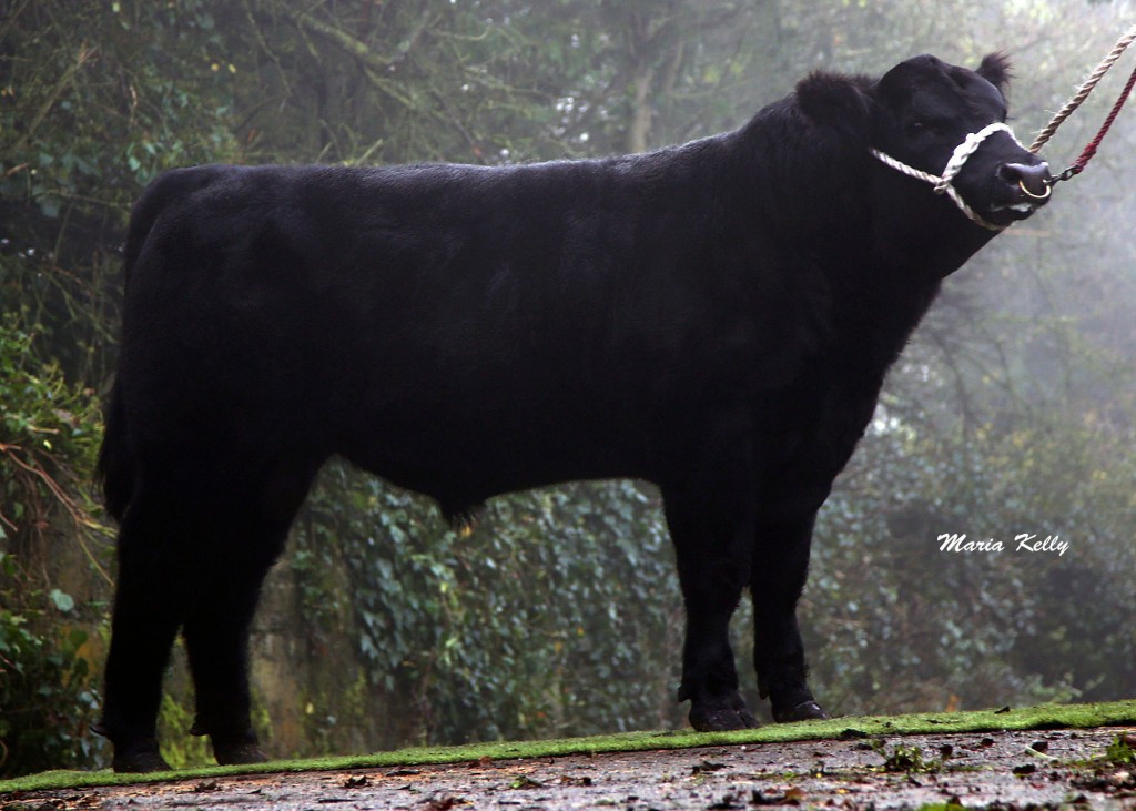 Fully Tested Aberdeen Angus Bulls - ICBF