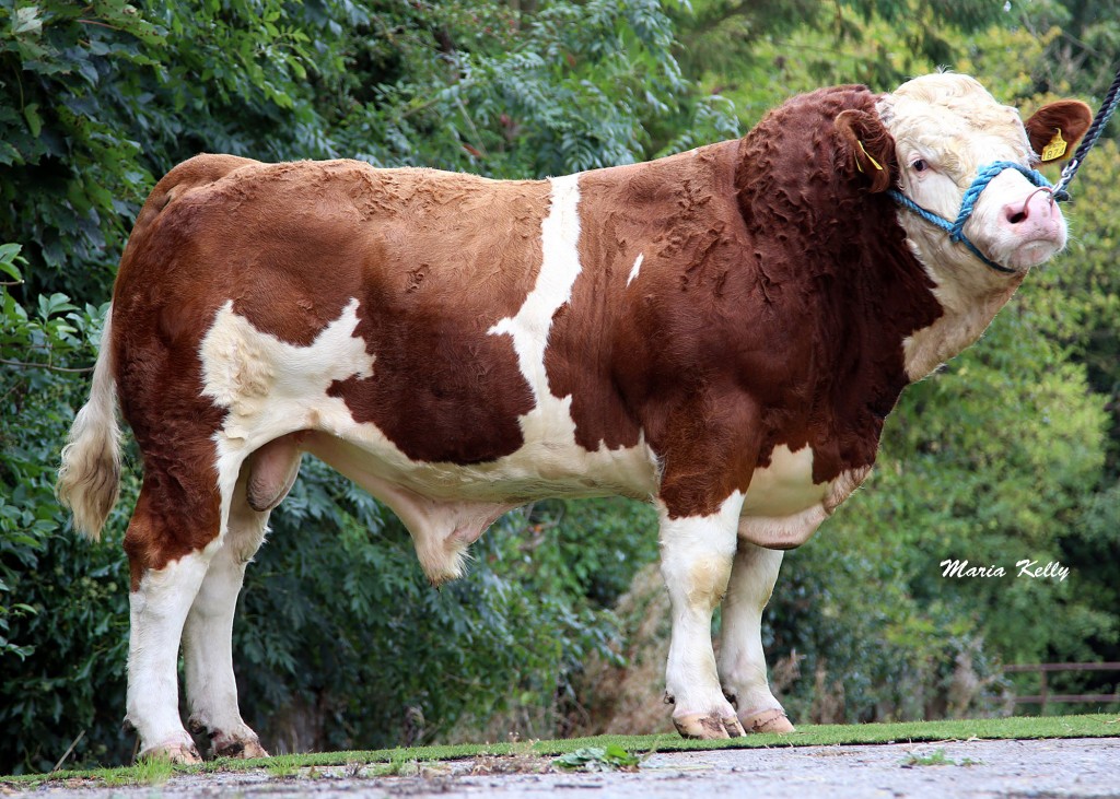 2015 Fully Tested Simmental Bulls - ICBF
