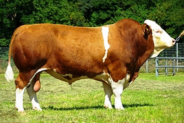 2011 Fully Tested Simmental Bulls - ICBF