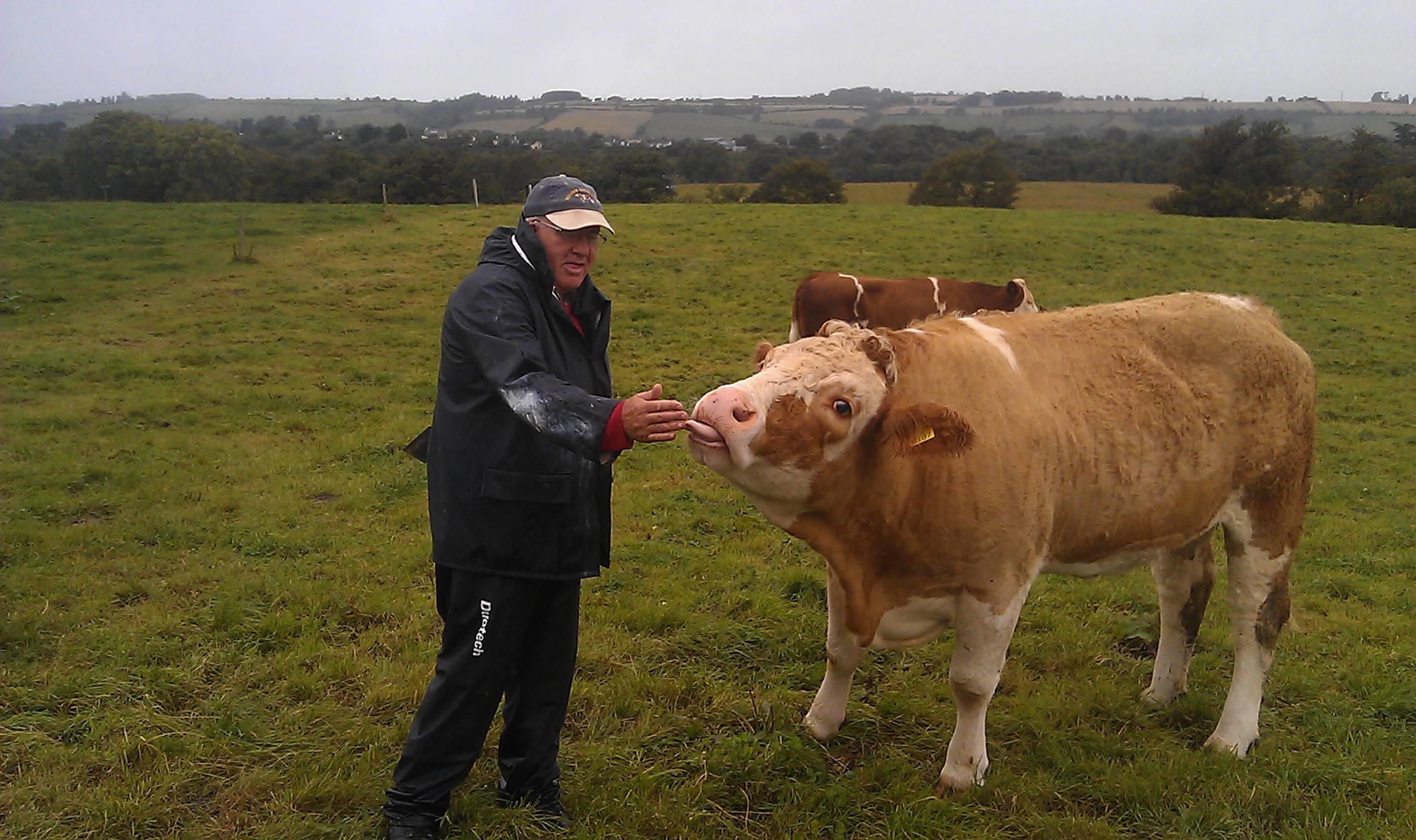 Gene Ireland Bull Breeder of the week - Tony O'Leary, Ballincollig, Co ...