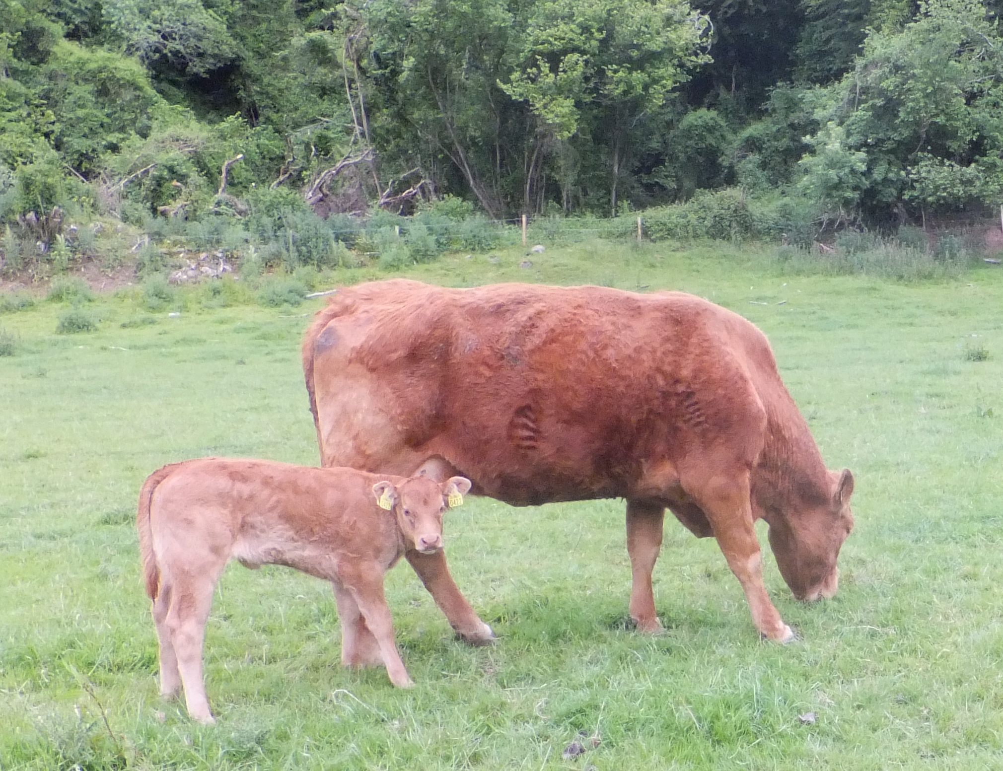 Pedigree Limousin Breeder - Michael Mahony, Dangan House, Thomastown ...
