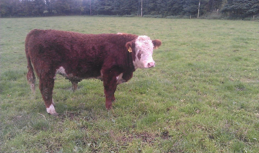 Gene Ireland Bull Breeder of the week - TJ Rea, Caherdrinna ...