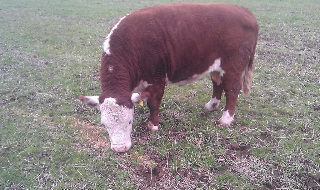 Gene Ireland Bull Breeder of the week - TJ Rea, Caherdrinna ...