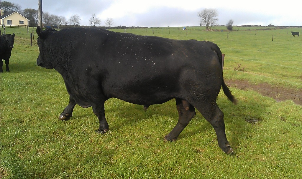 Gene Ireland Bull Breeder of the week - Eustace Burke, Ballyginnane ...