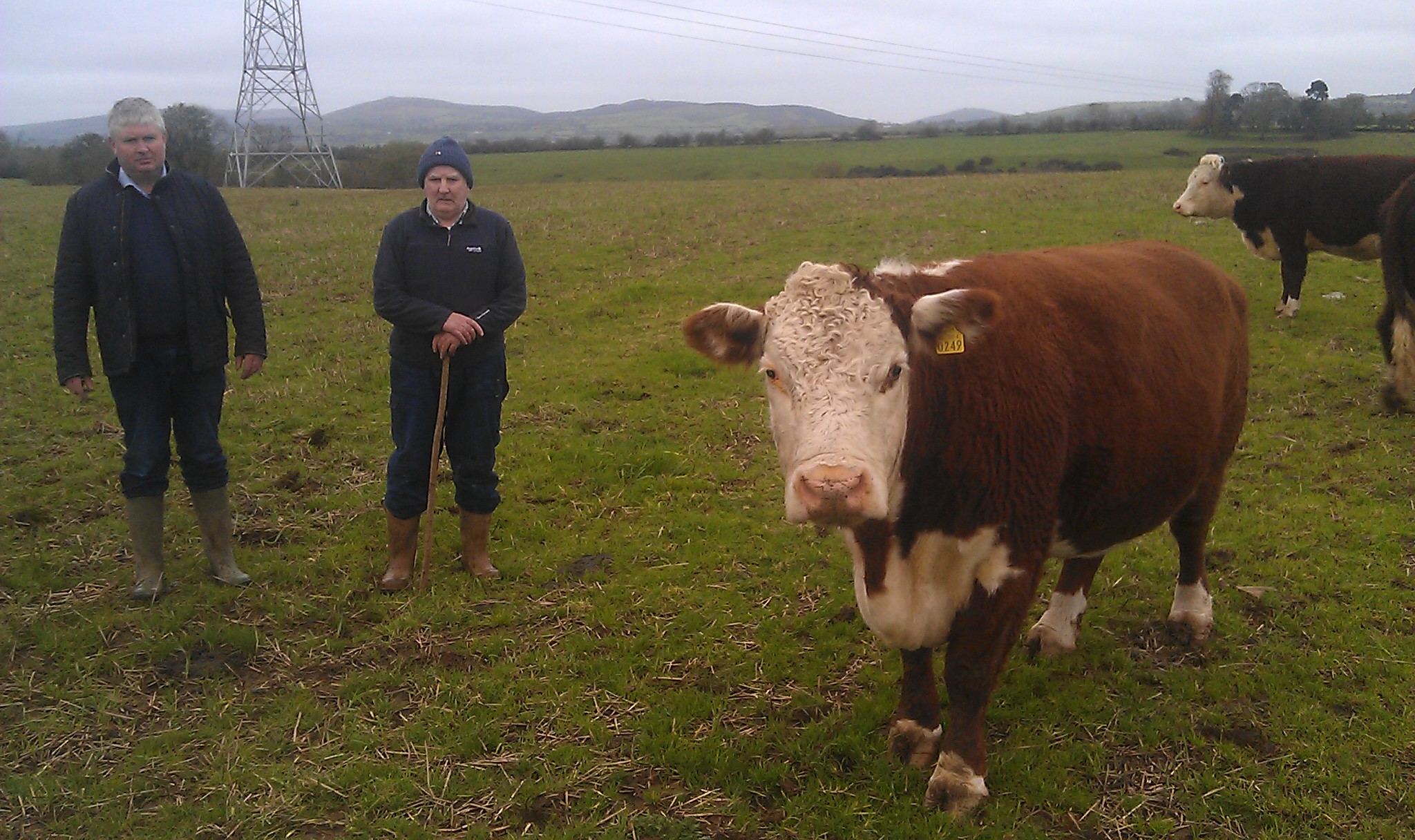 Gene Ireland Bull Breeder of the week - TJ Rea, Caherdrinna ...