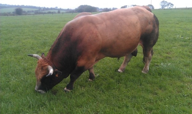 Gene Ireland Bull Breeder of the week - Dermot O'Brien, Keelties ...