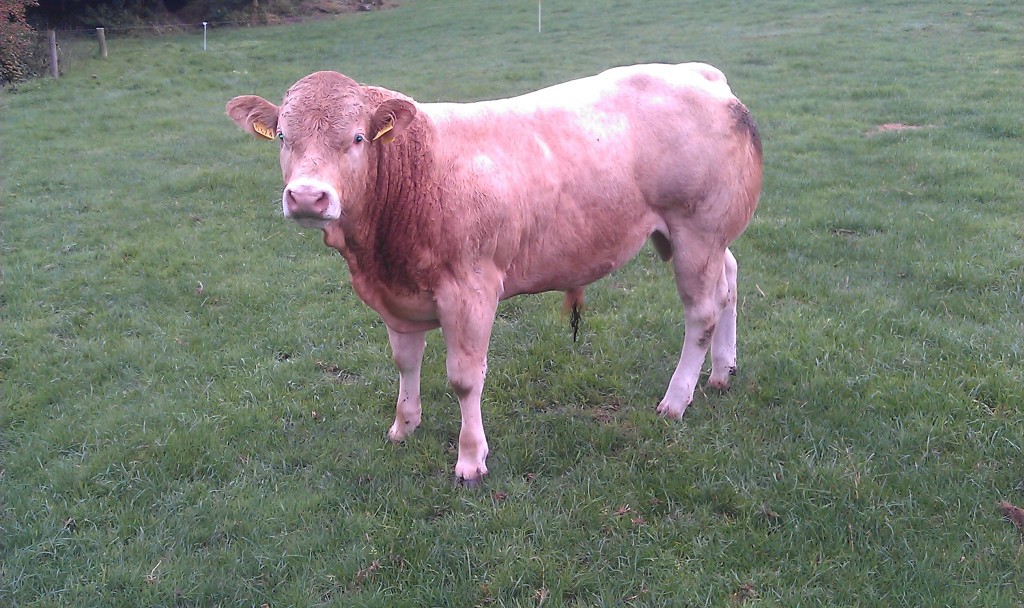 Gene Ireland Bull Breeder of the week - Sean Galvin, Sleaveen West ...
