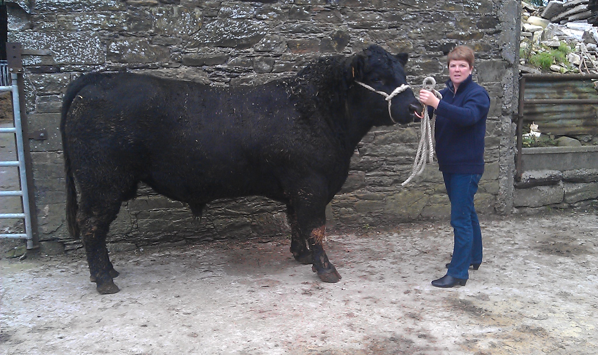 Gene Ireland Bull Breeder of the week - Ben & Elaine Ryall, Fellfort ...