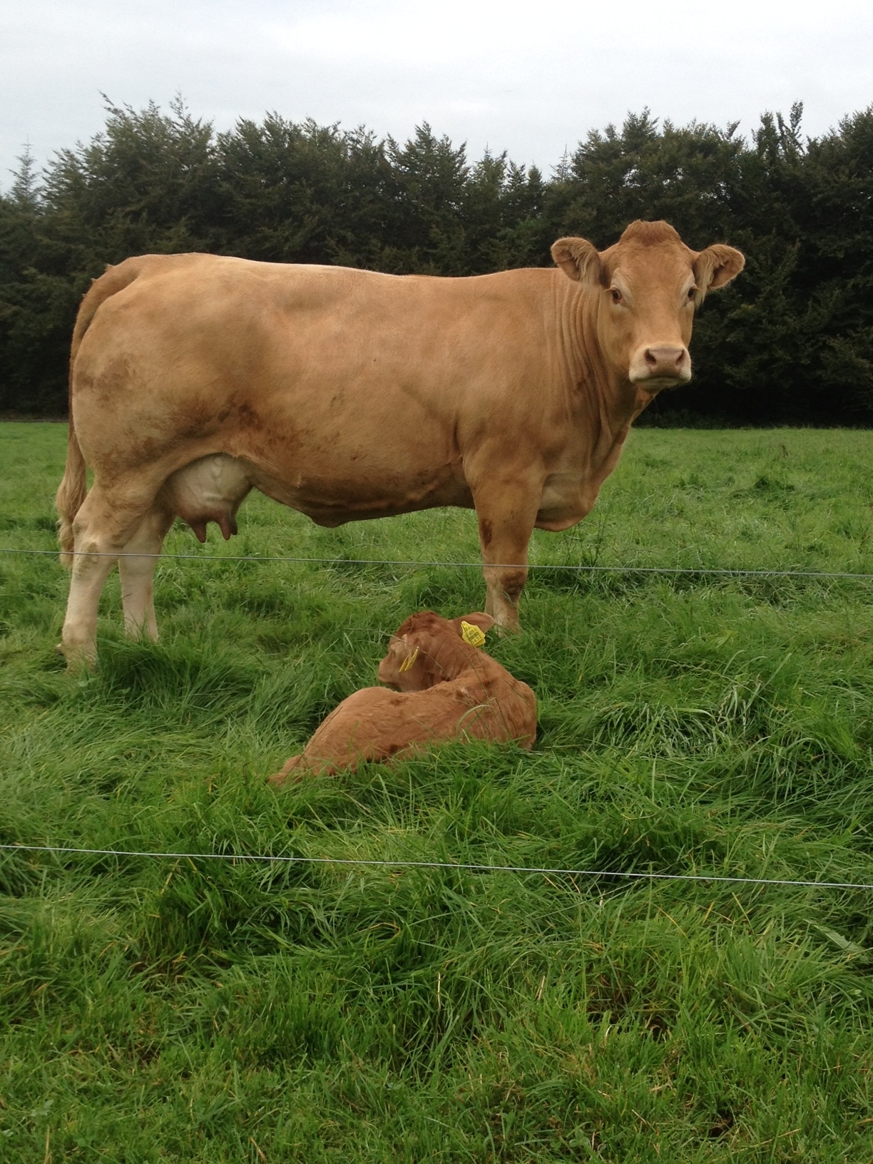 Gene Ireland Bull Breeder feature - Frank Buckley, Kildinan, Co.Cork - ICBF