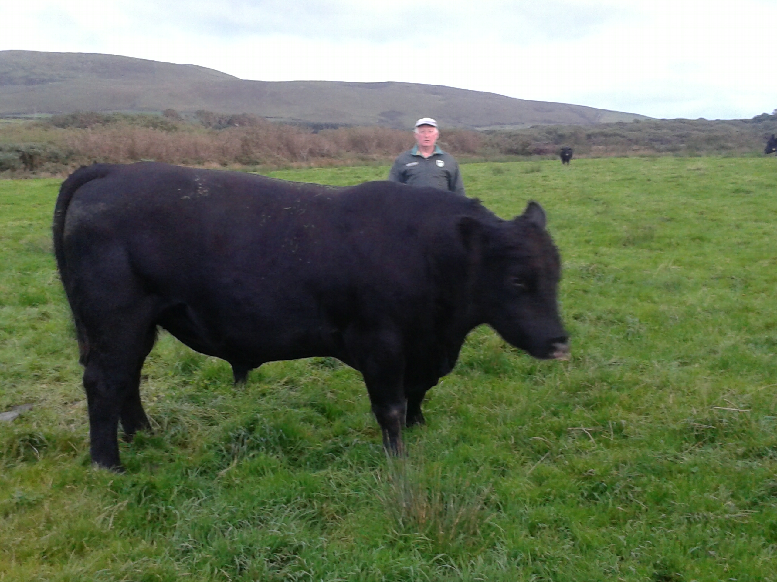 Kerry Cattle Bulls