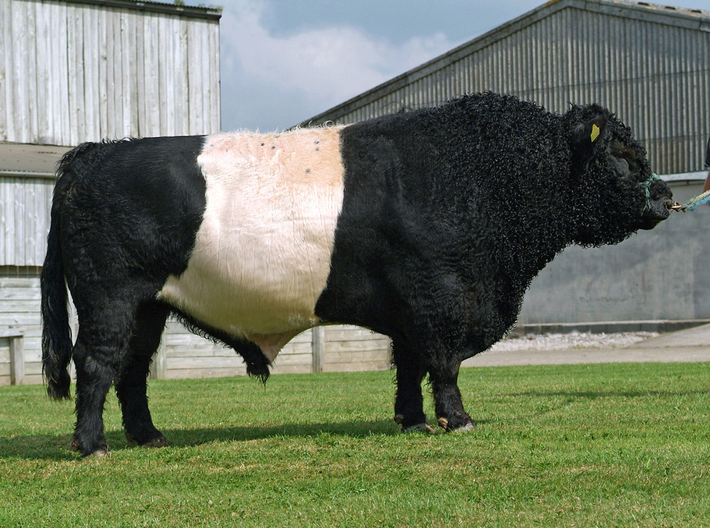 Bull of the week - Bo - ICBF