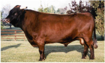 Bull of the week - Cornahir Outlaw - ICBF