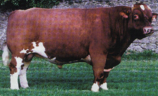 Bull of the week - Squash - ICBF