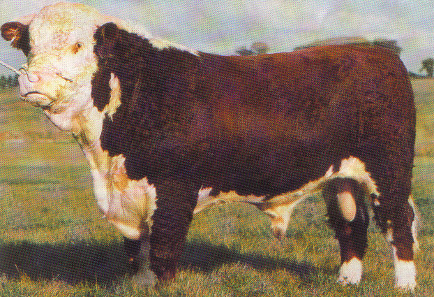 Featured Bull - Gageboro Suave - ICBF
