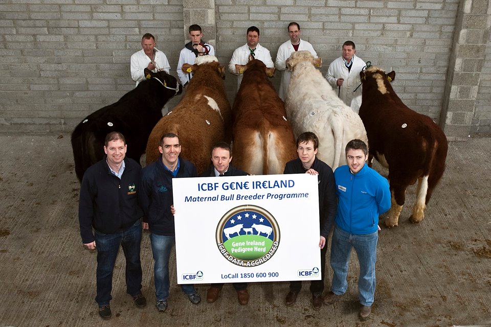 Beef Gene Ireland Catalogue now available - ICBF
