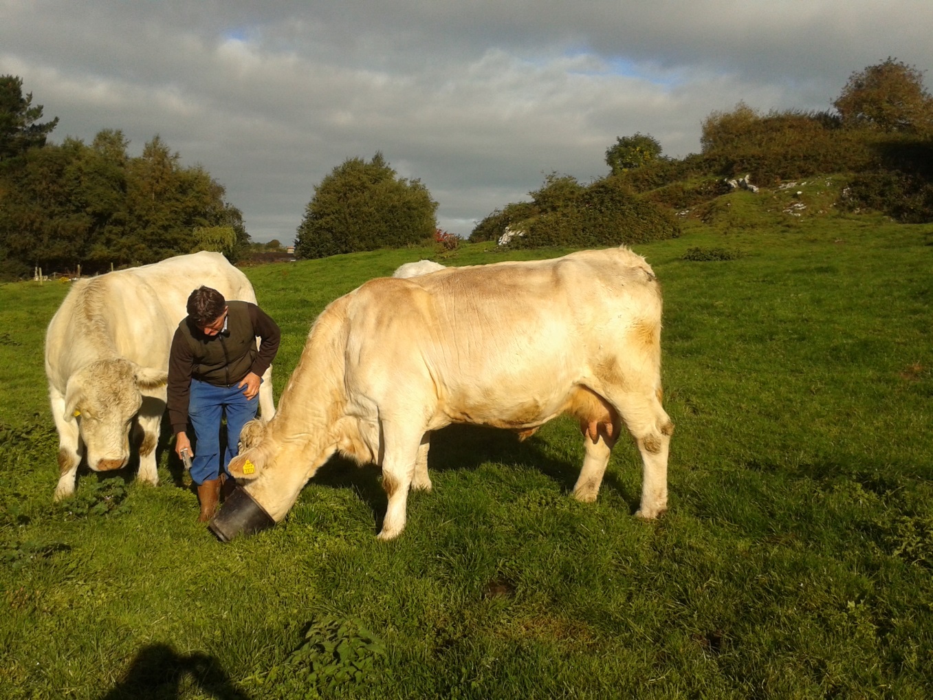 Gene Ireland Newsletter - ICBF