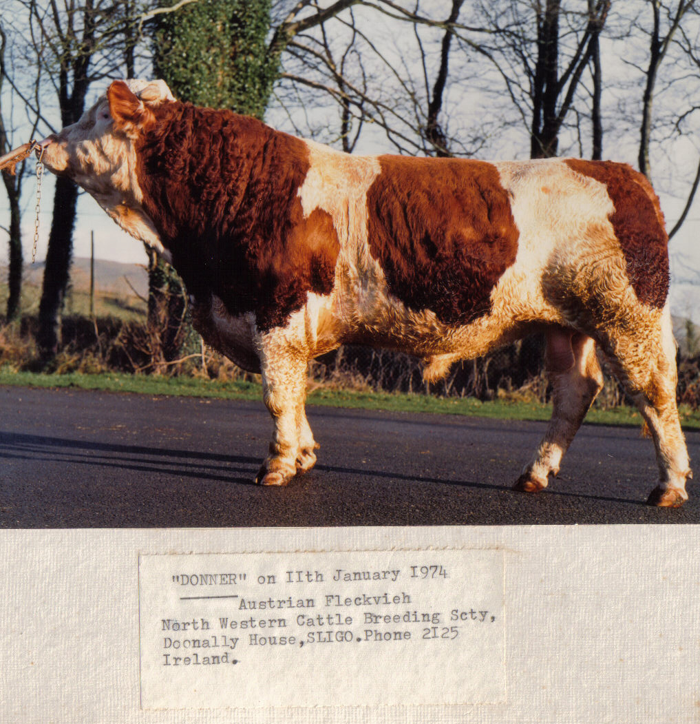 Featured Bull - Donner - ICBF