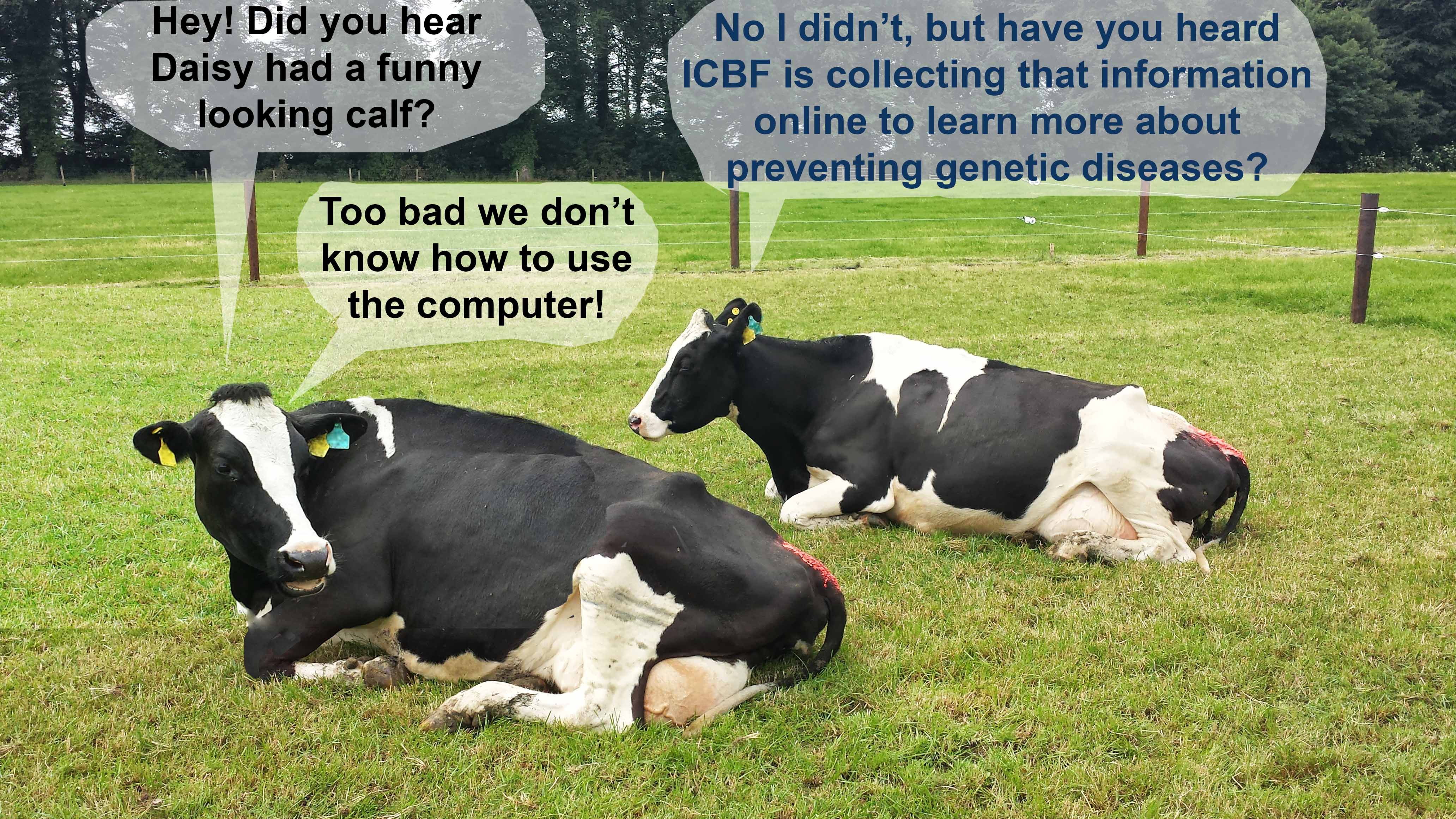 Got a funny looking calf? - ICBF