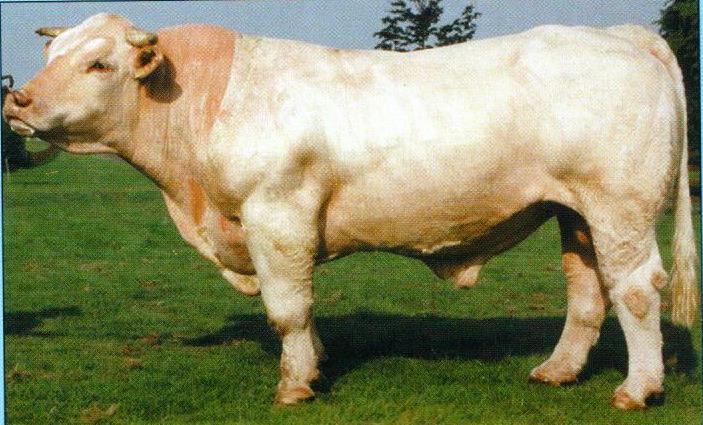 Featured Bull - Gin Tonic - ICBF