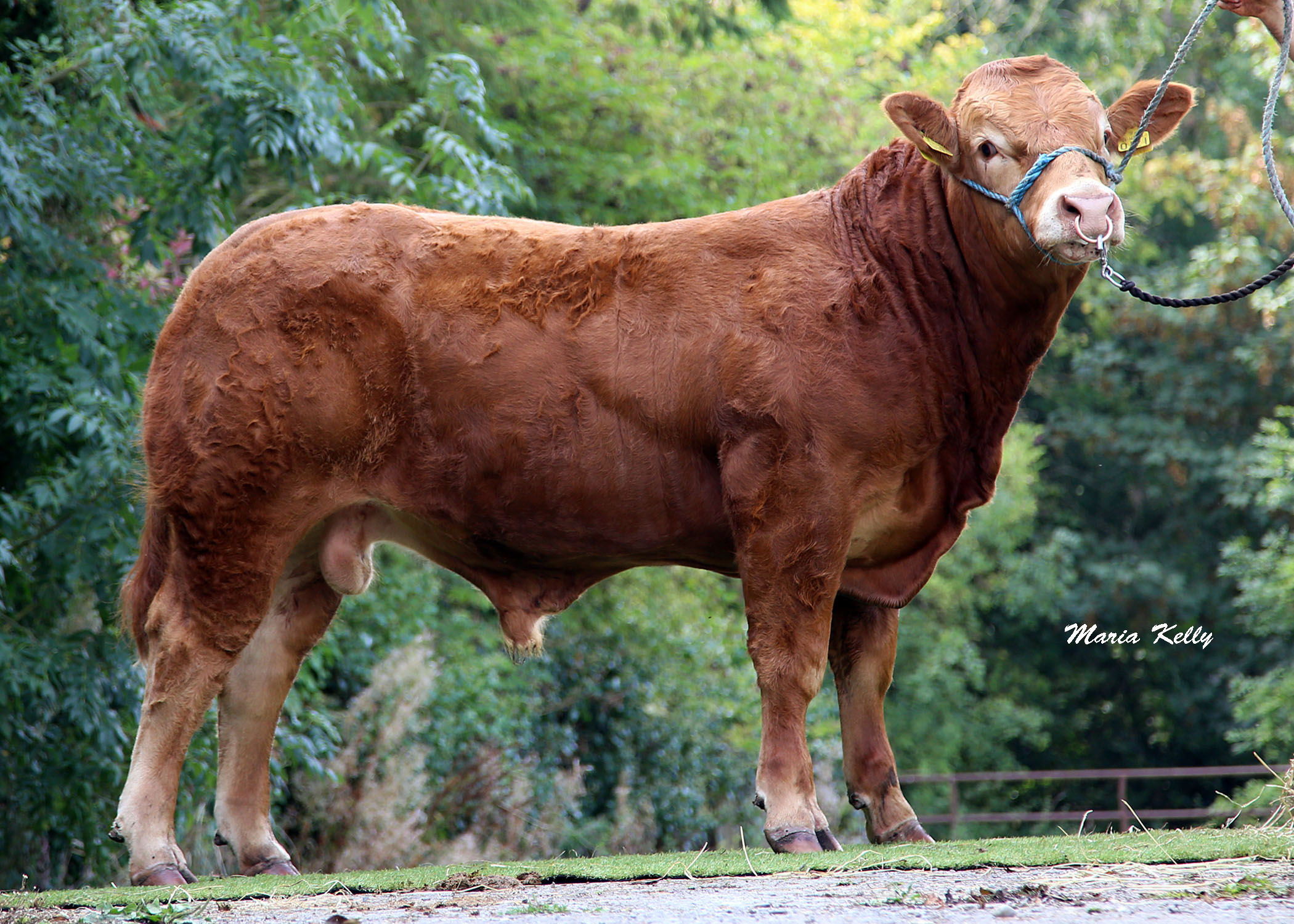 Gene Ireland Bulls Now For Sale As Stock Sires - ICBF