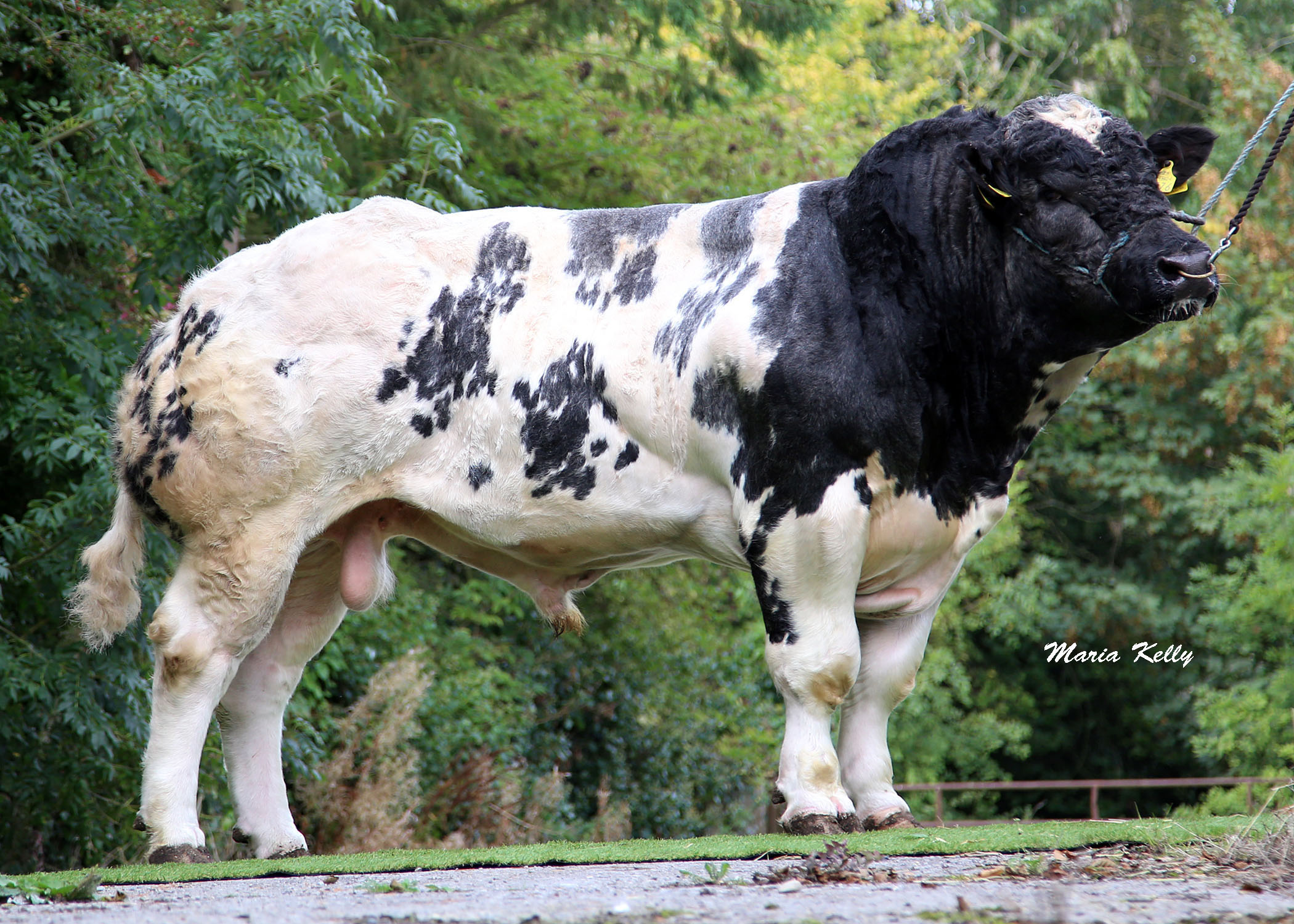 Only three bulls remaining! - ICBF