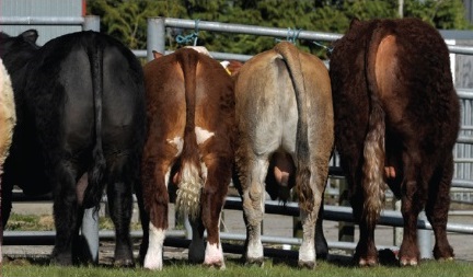Health Management Advice for Young Beef Bulls - ICBF