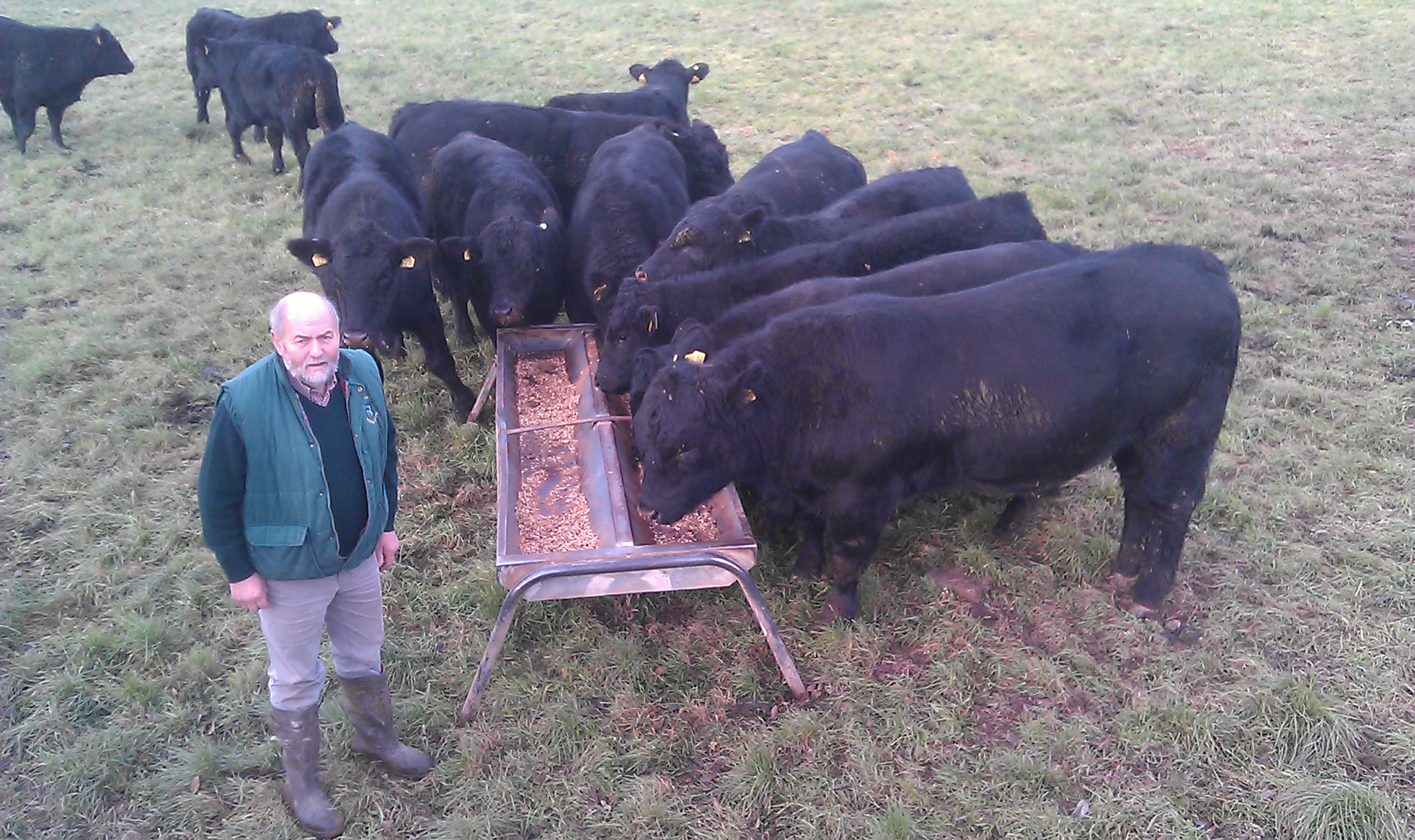 Beef Bull Breeders Listing - Spring 2015 - ICBF