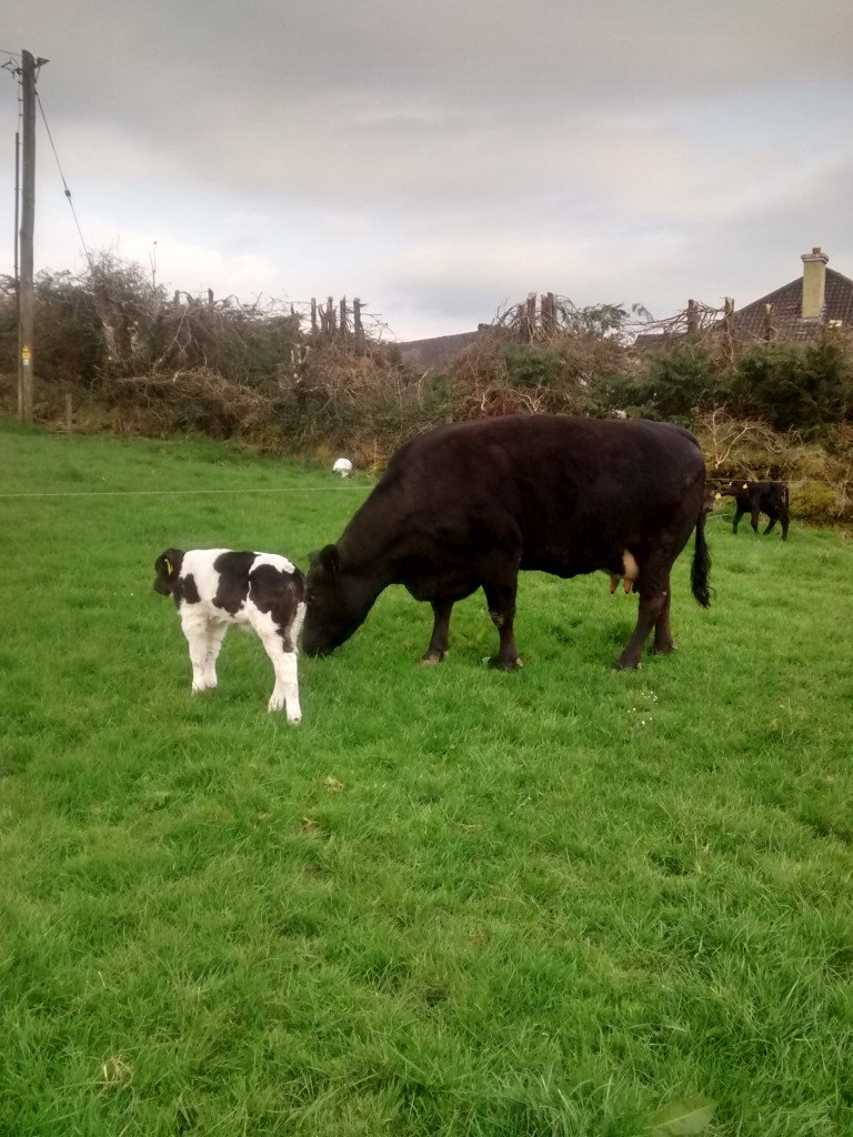 Daughters of Gene Ireland Bulls performing well - ICBF