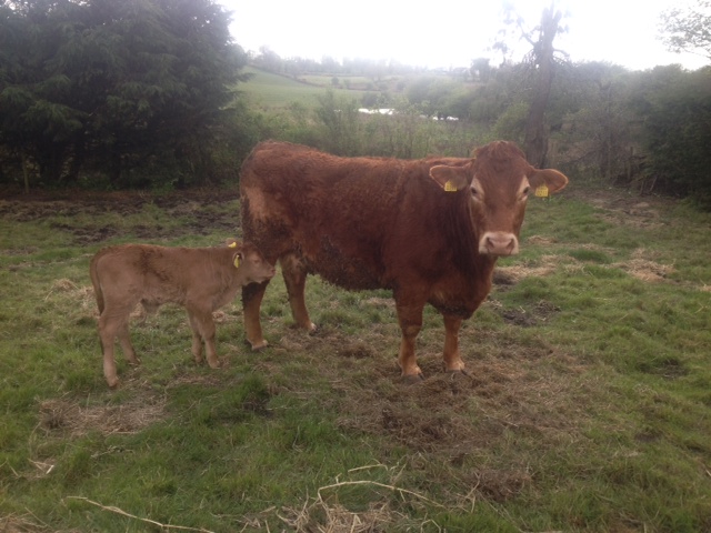 Daughters of Gene Ireland Bulls performing well - ICBF