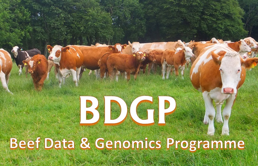 Beef Genomics And Data Programme Icbf