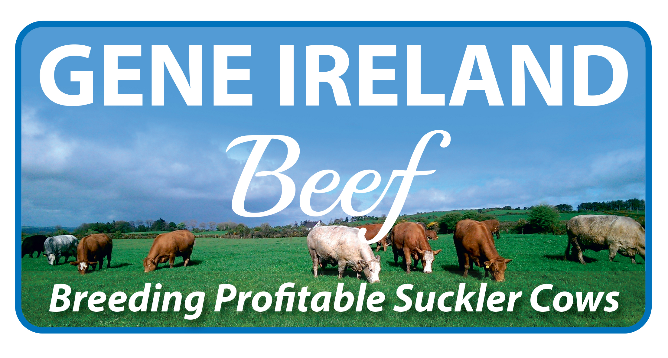 NOW AVAILABLE: Beef Gene Ireland Autumn 2023 straws - ICBF