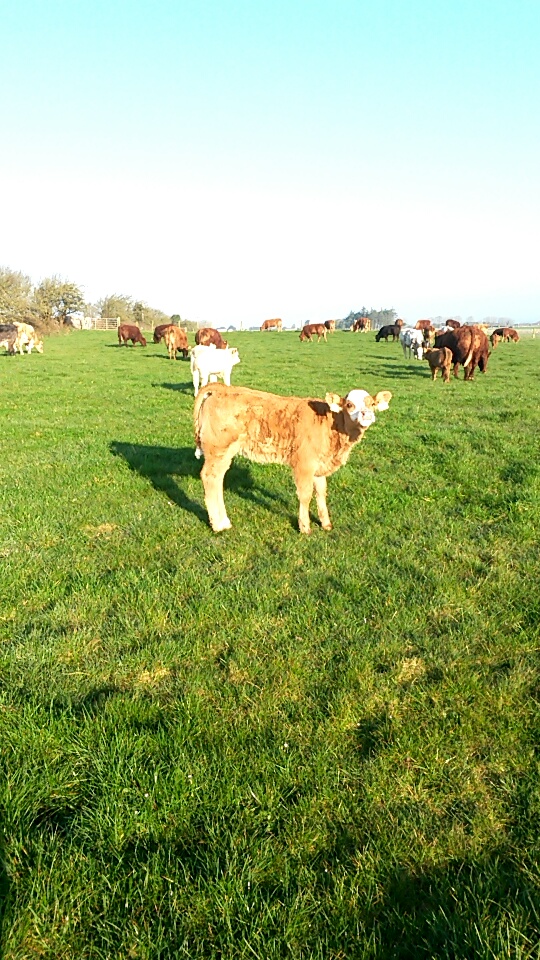2015 Beef Gene Ireland calves! - ICBF
