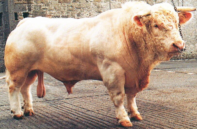 Bull Nostalgia: Doonally Donald - ICBF