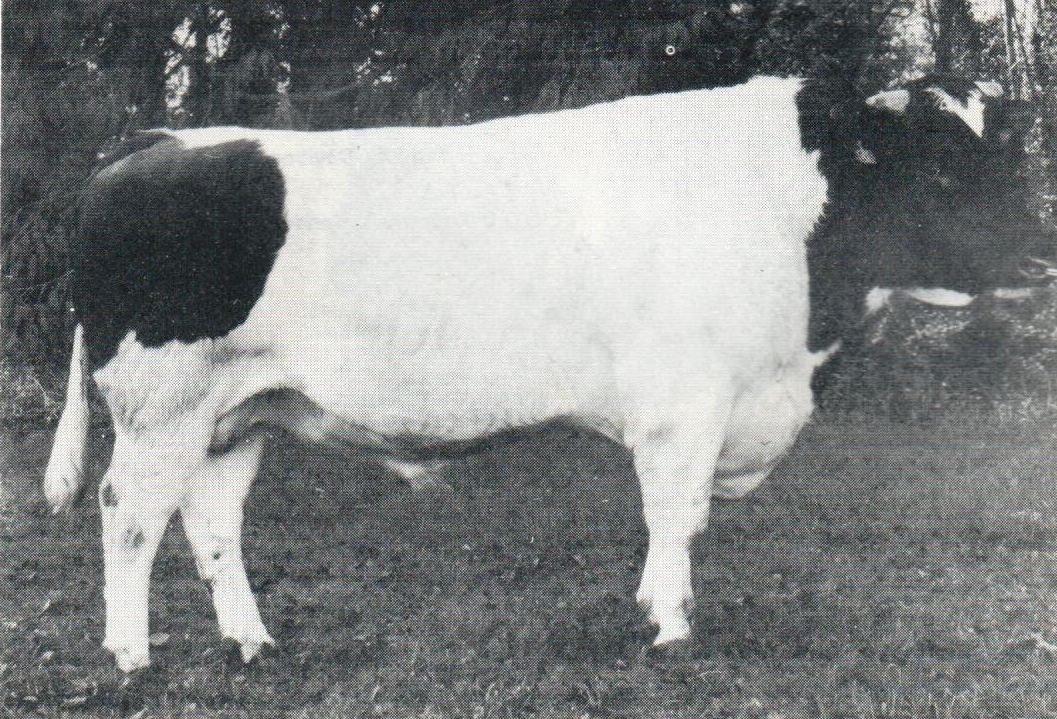 Bull Nostalgia: Churchwell Camper - ICBF