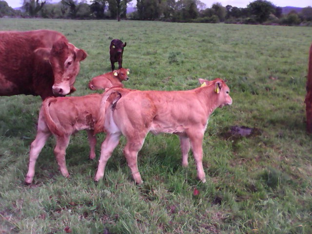 Gene Ireland Parthenaise Calves - ICBF