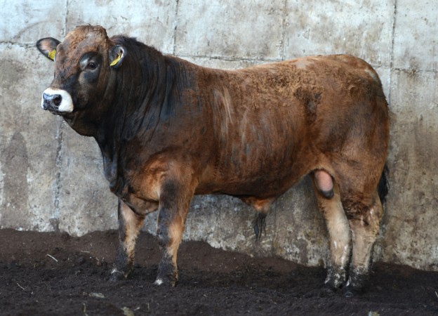 Fully Tested Aubrac Bulls - ICBF