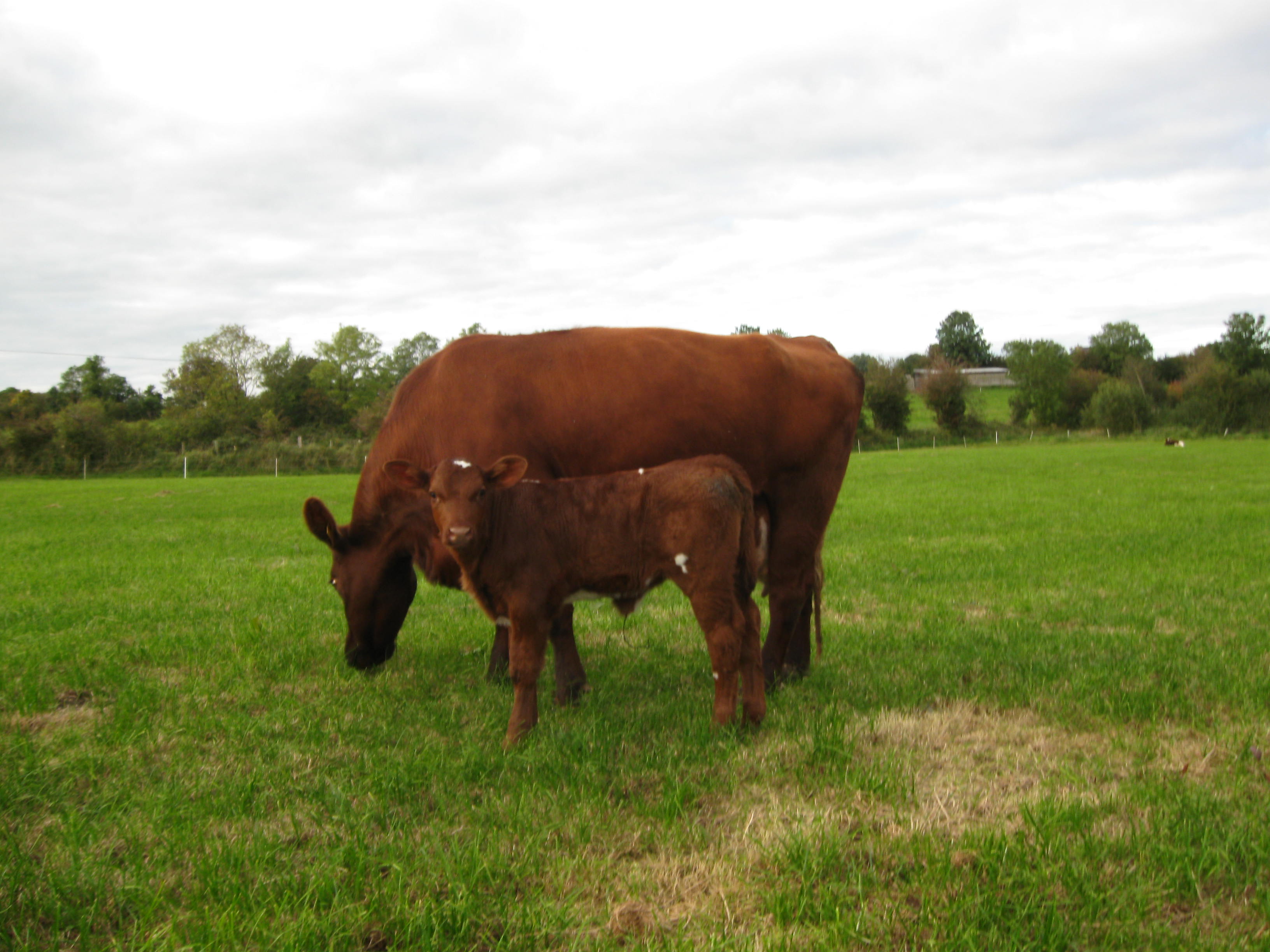 Shorthorn Gene Ireland calf - ICBF