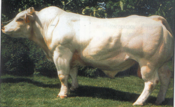 Bull Nostalgia: Malakof - ICBF