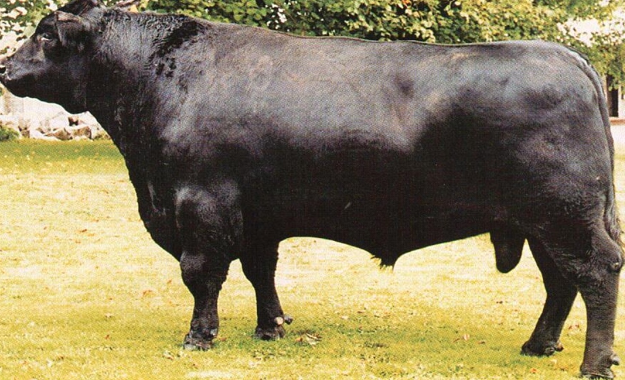 Bull Nostalgia: Proud Boy of Dunlever - ICBF