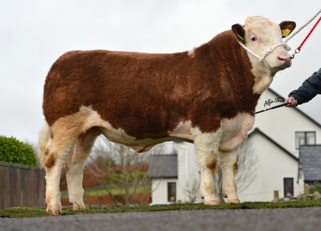 Spring 2016 Beef Gene Ireland Bulls - ICBF