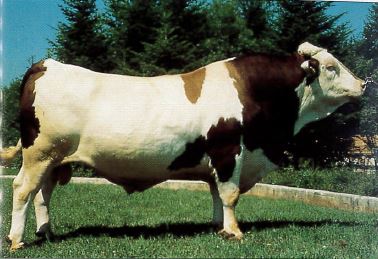 Bull Nostalgia: Brac - ICBF