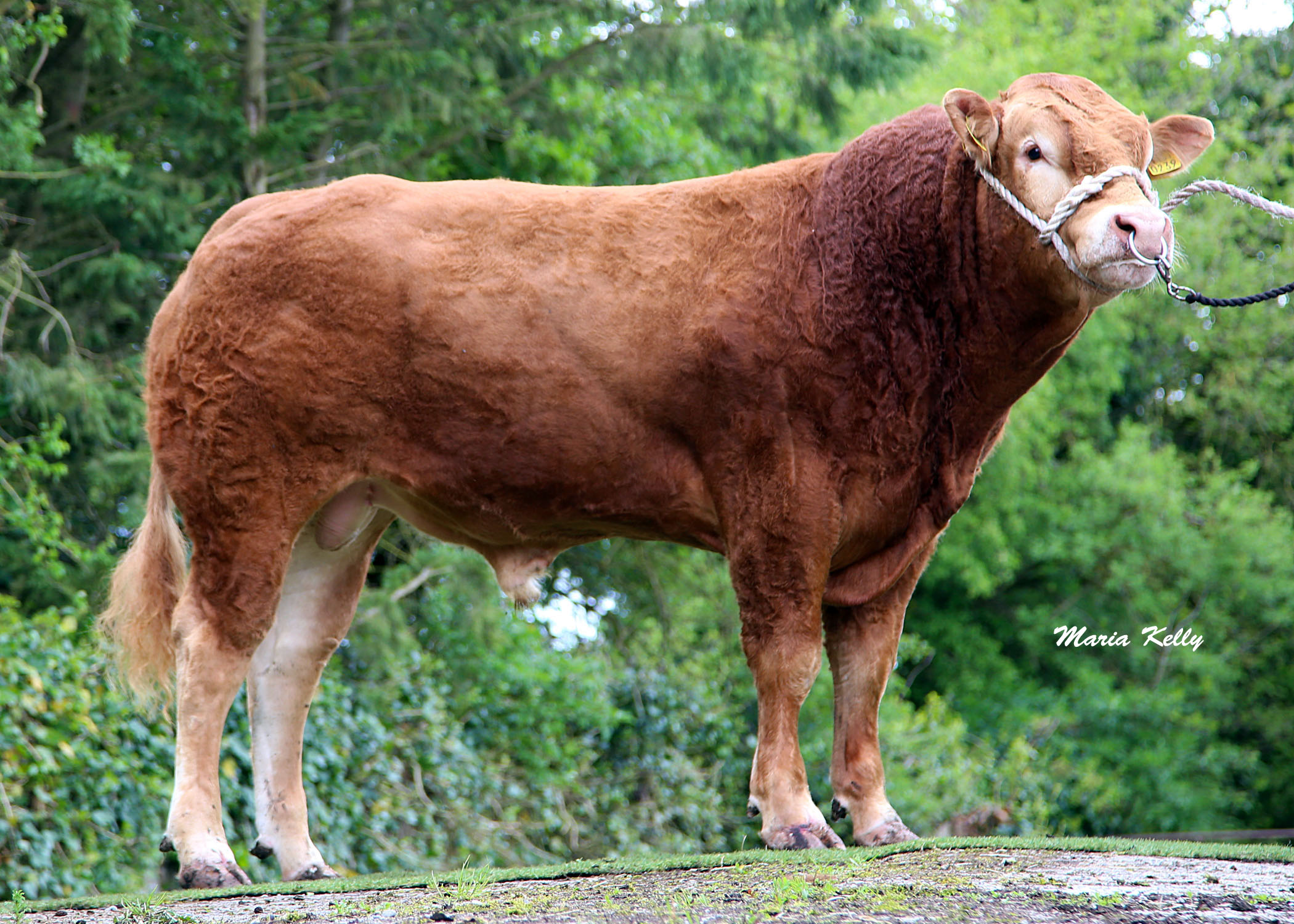 Gene Ireland Beef Straws In High Demand - ICBF