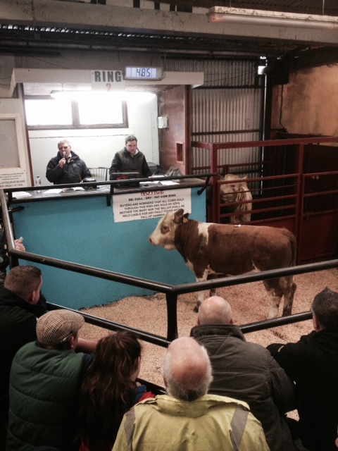Ballybay Breeding Heifer Sale - A great success - ICBF