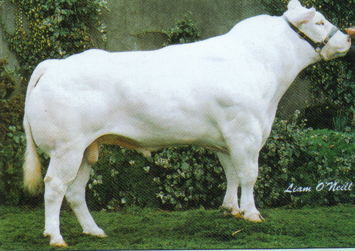 Bull Nostalgia:Treasure Knight - ICBF