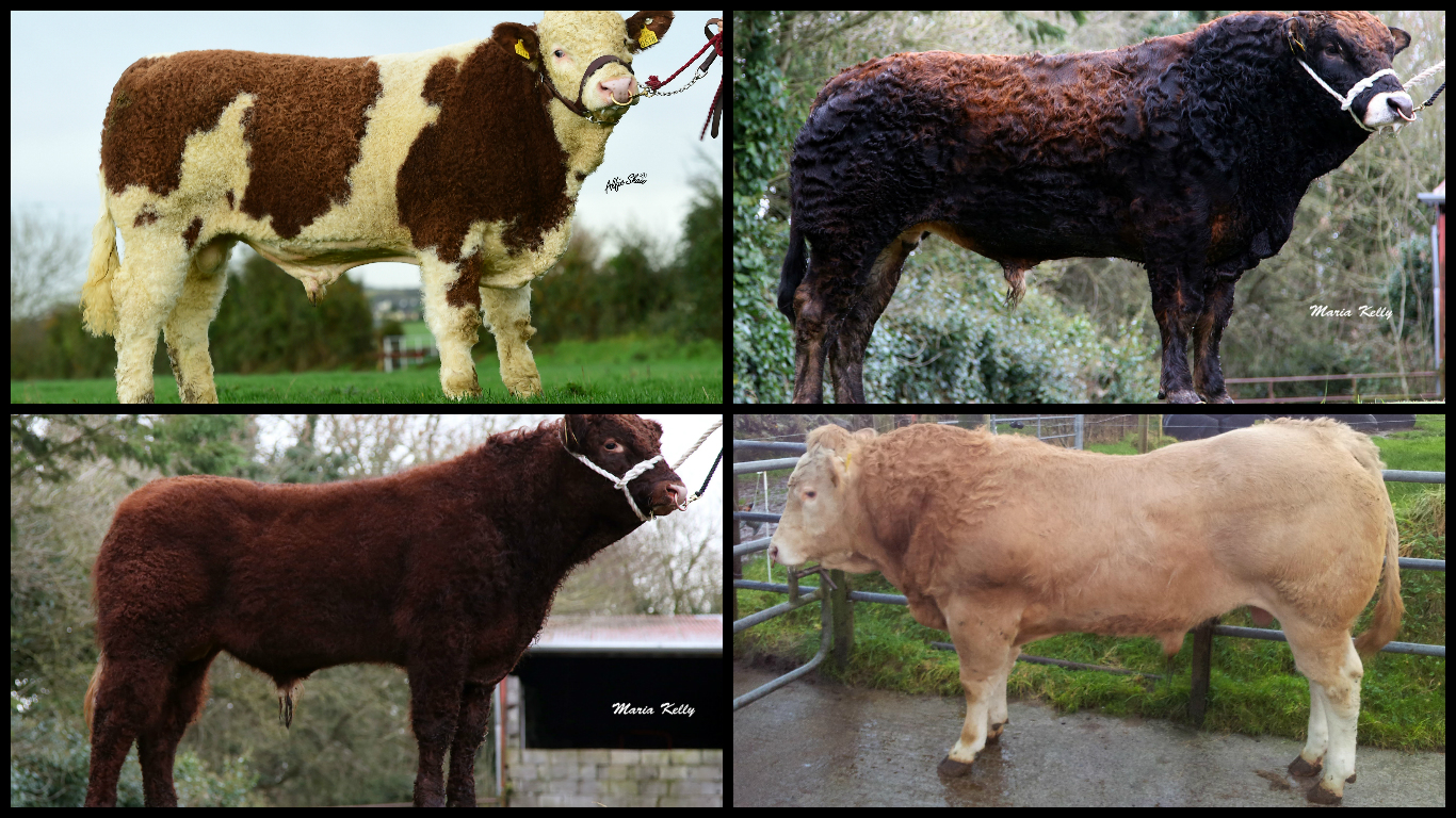 Icbf Gene Ireland Bulls To Tackle Falling Maternal Traits Minister ...