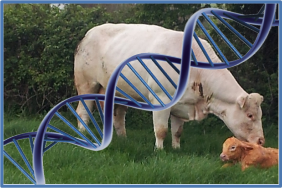 Beef genomic evaluations now available weekly - ICBF