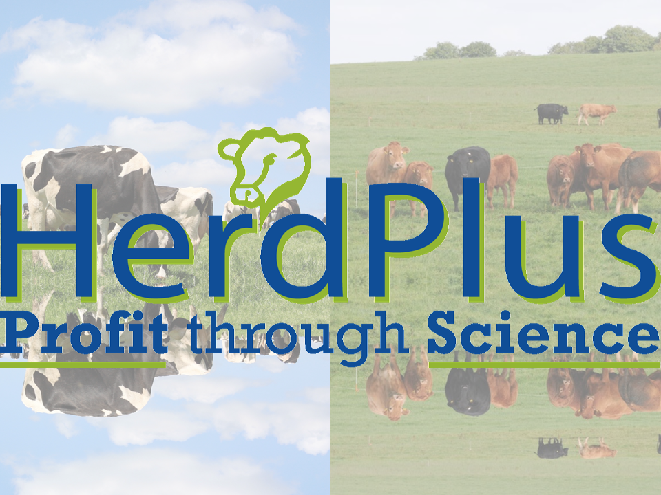 What is HerdPlus? - ICBF