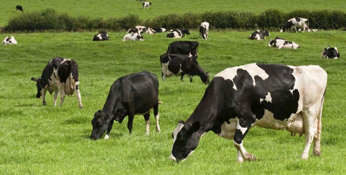 Change on the way for Dairy EBI - ICBF
