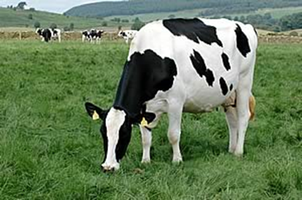 Understanding Reliability and Genetic Index - ICBF